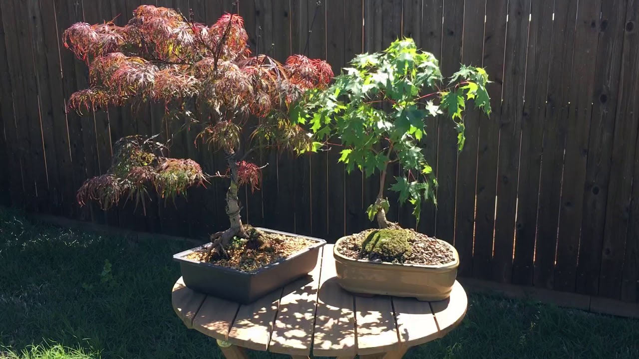 Shantung Maple Bonsai update - YouTube