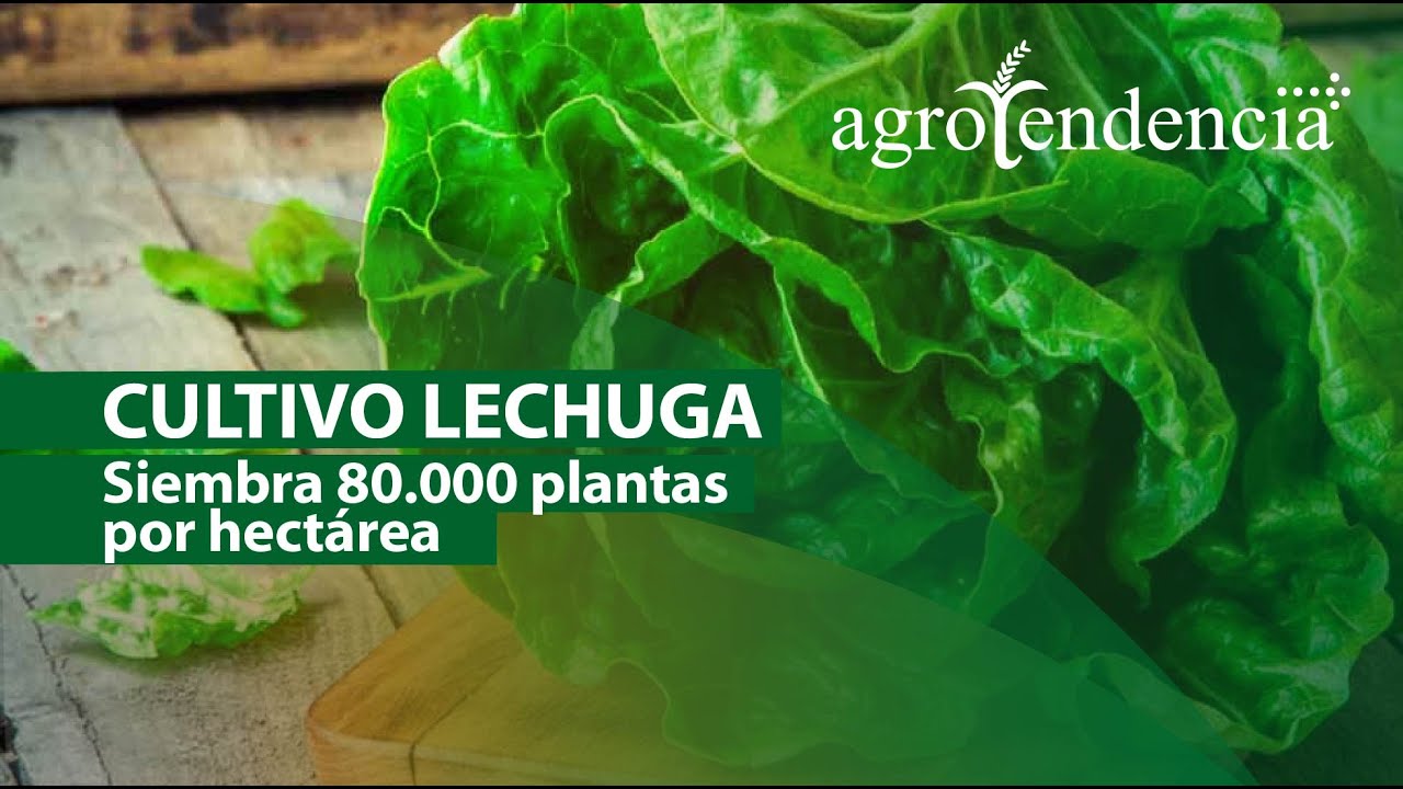 Cultivo de LECHUGA | ¿Cómo se produce esta hortaliza? - YouTube