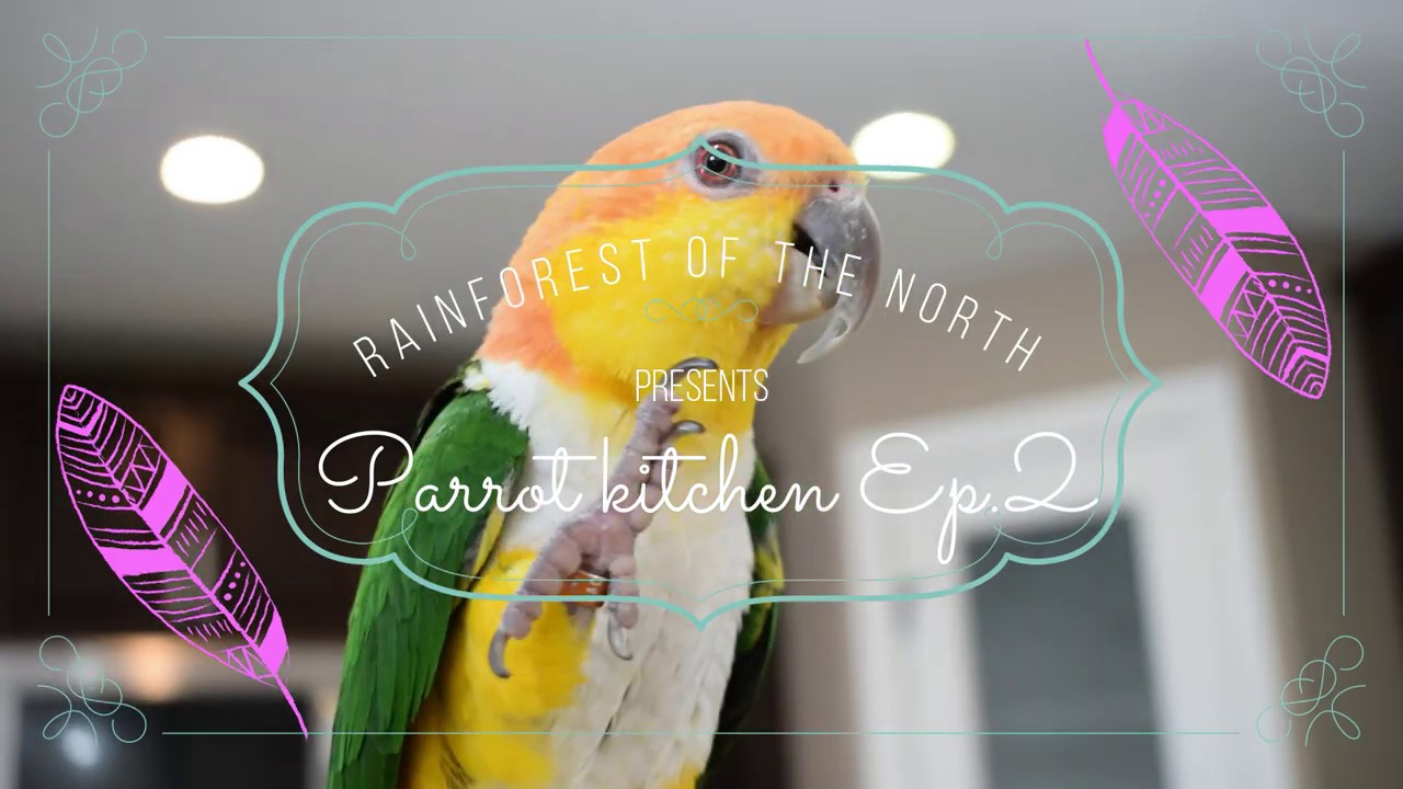 How to make bird salad? Parrot Kitchen Ep.2 - YouTube