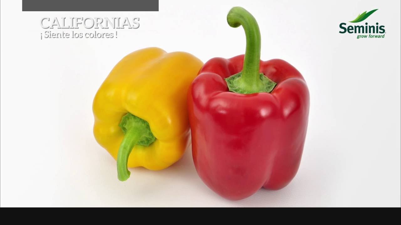 SPOT PIMIENTO CALIFORNIA SEMINIS - YouTube
