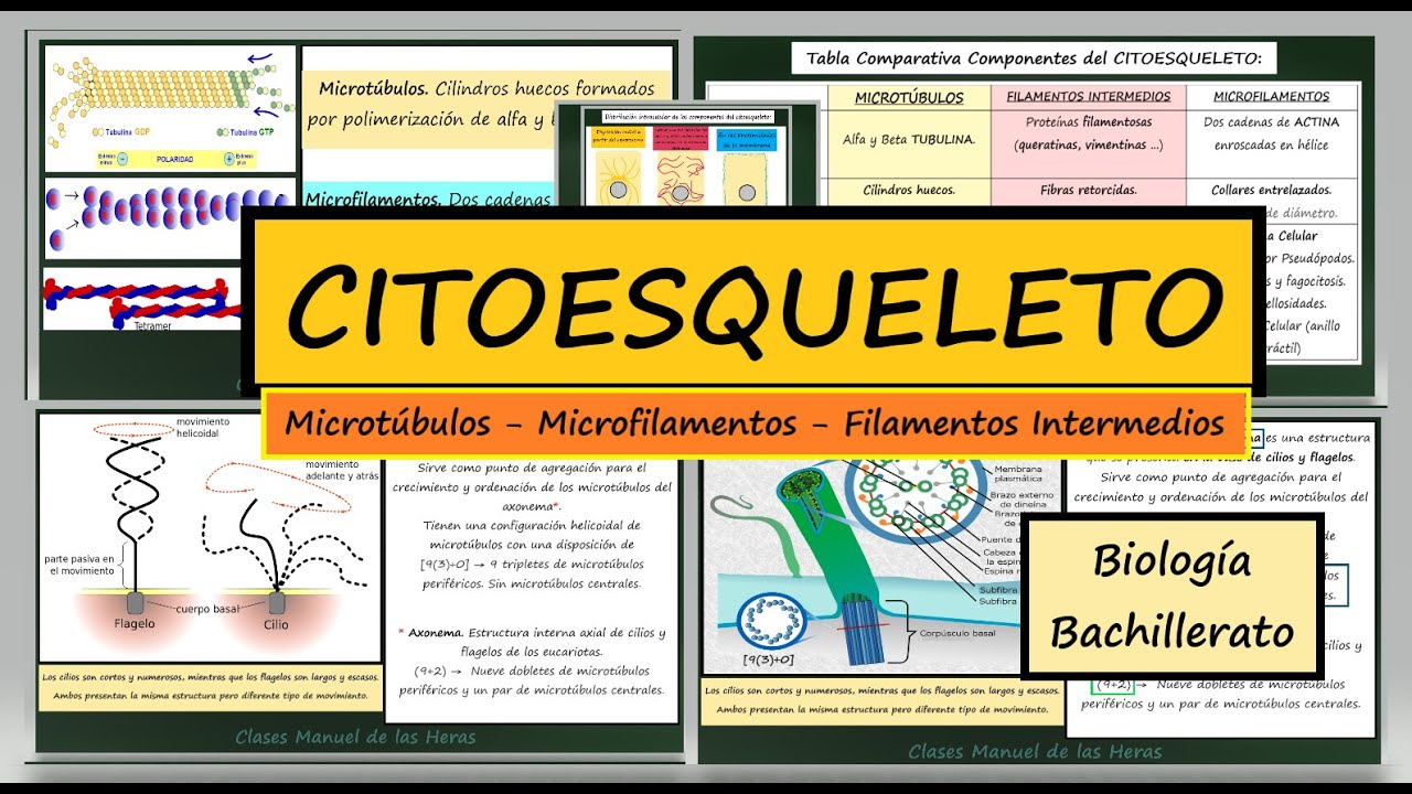 CITOESQUELETO. Microtúbulos. Microfilamentos. Filamentos Intermedios ...