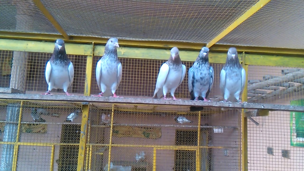 Ustad umer pehlwan pigeons 03004650165 - YouTube
