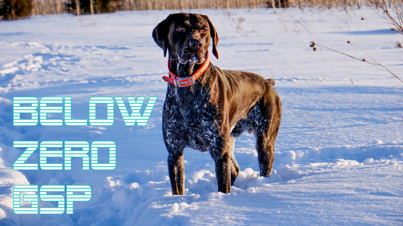 Below Zero GSP | Winter Dog Runs - YouTube