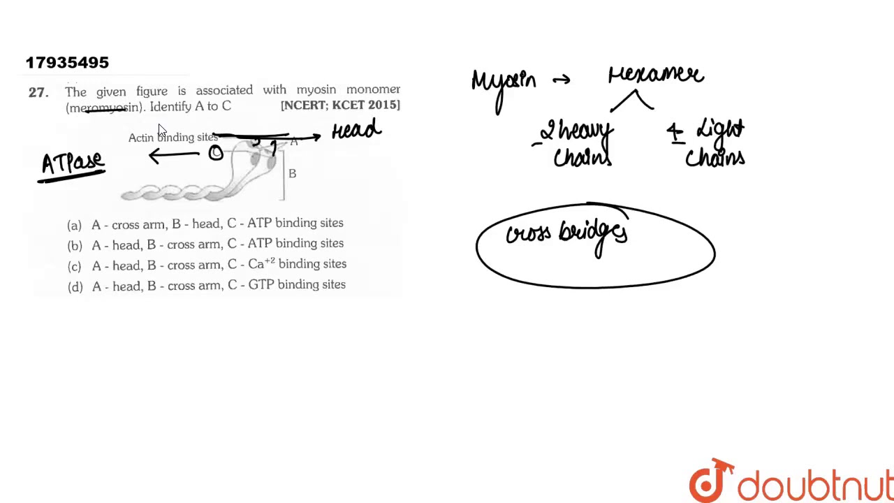 The given figure is associated with myosin monomer (meromyosin ...