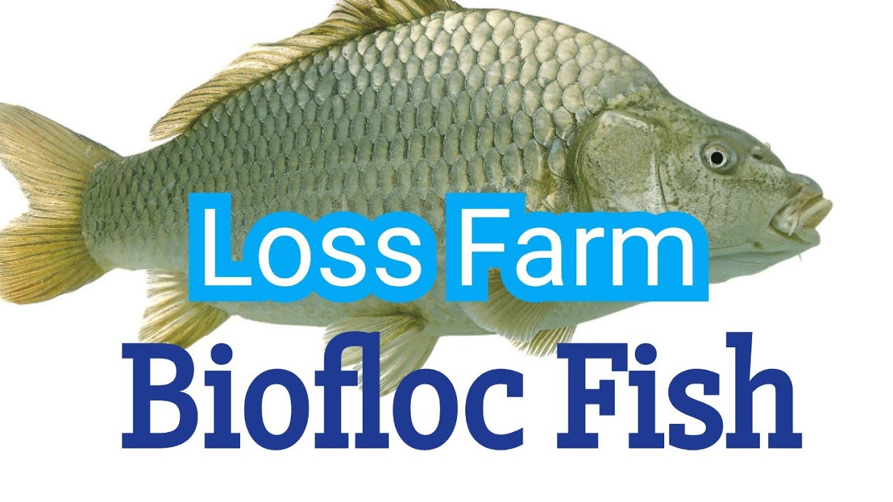 how to start Biofloc fish farming || Biofloc training centre || biofloc ...