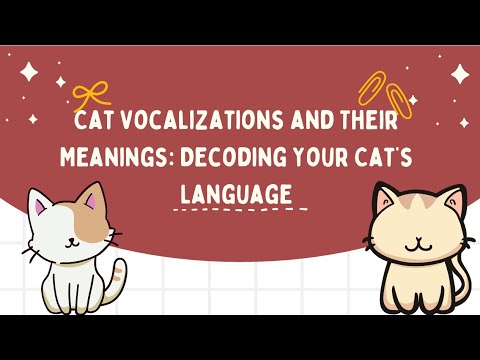 Cat Vocalizations and Their Meanings: Decoding Your Cat’s Language ...