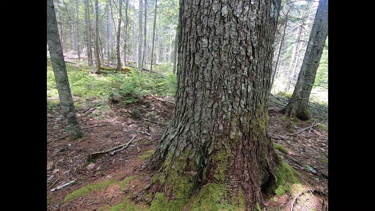Walk through an old forest in Acadia National Park - YouTube