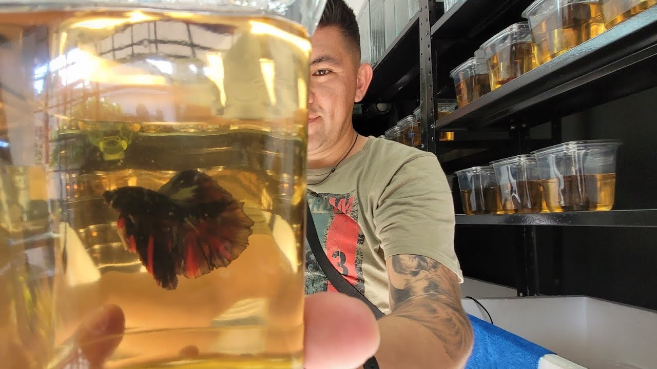 Estos son los PECES BETTA IMPORTADOS de mi local en Iztapalapa CDMX - YouTube
