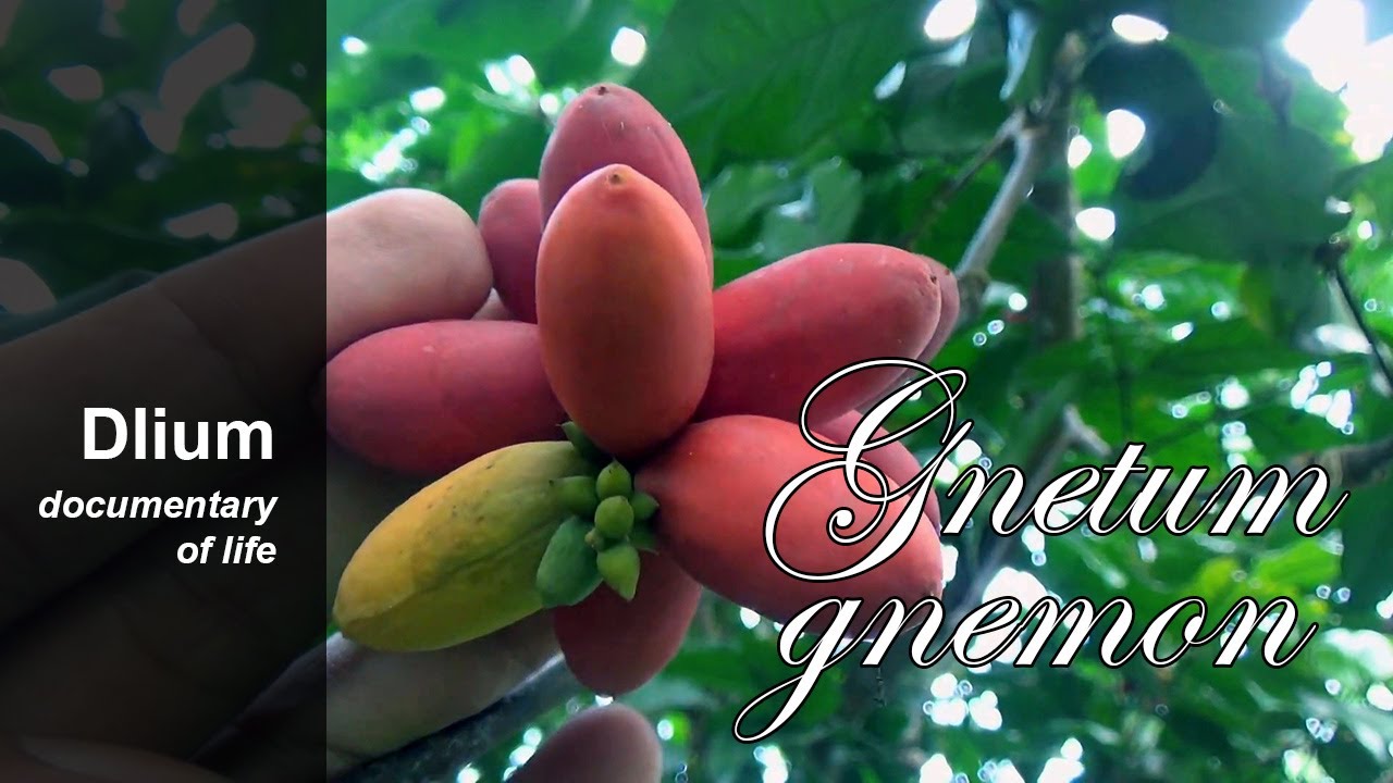 Melinjo (Gnetum gnemon) - part 2 - YouTube