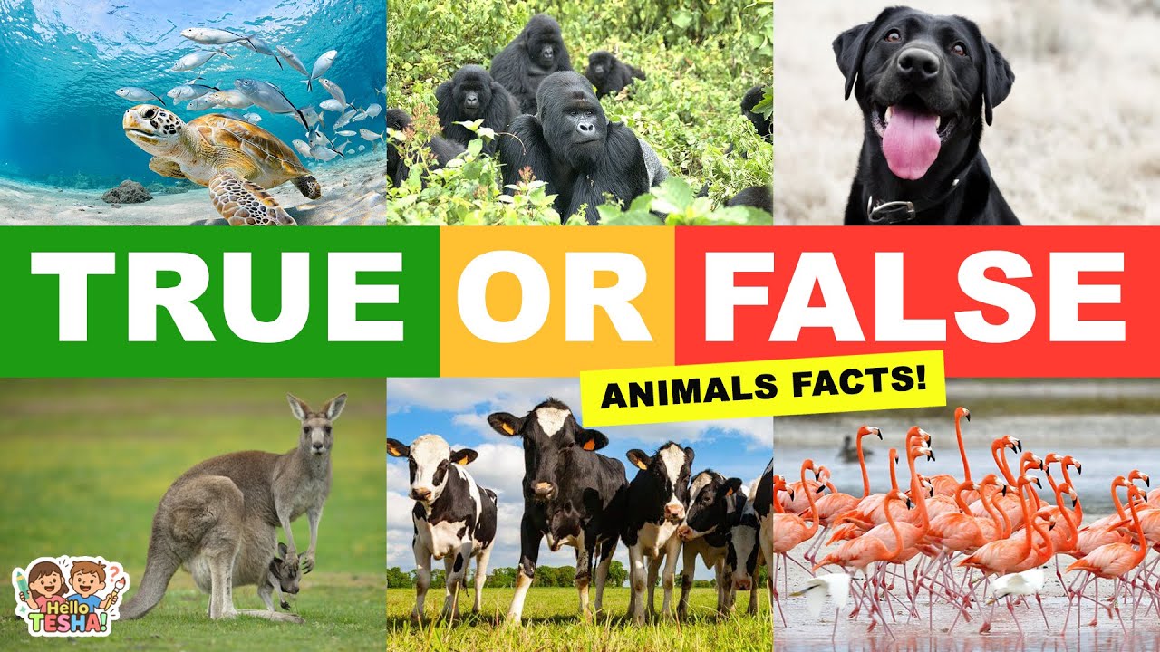 Can You Guess Which Animal Facts Are TRUE or FALSE? 🐾 | Fun Quiz for ...