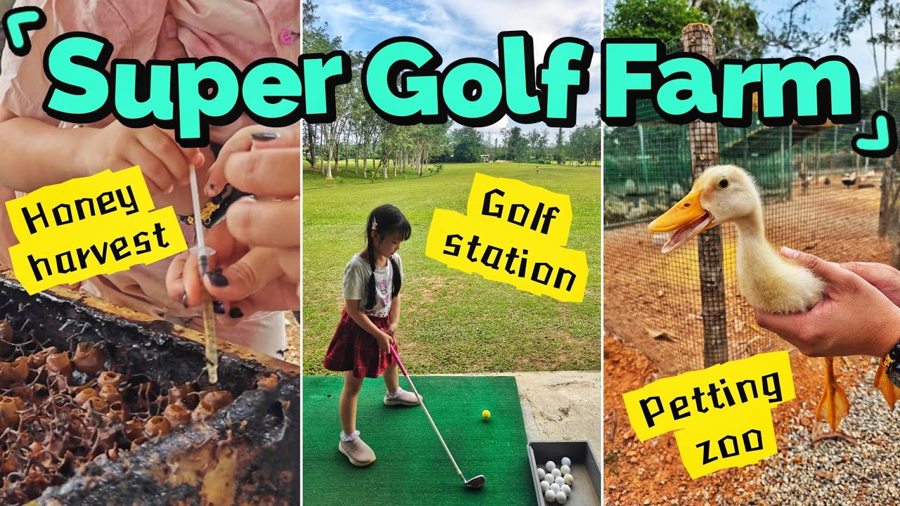 Super Golf Farm | Mini Zoo | Stingless Bee Honey Harvest | Golf ...