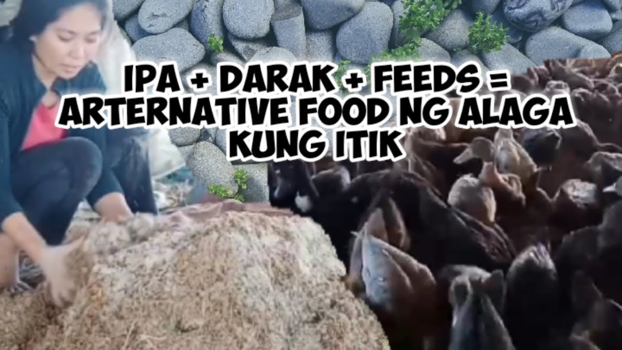 Ipa + darak + feeds = arternative food ng alaga kung itik. - YouTube