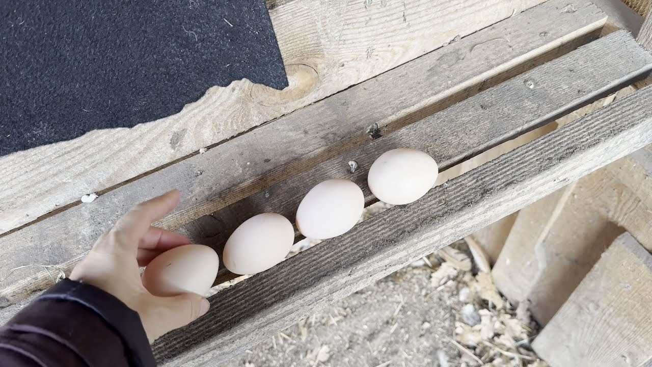 Das schimpfen hat geholfen - Endlich 4 Eier - YouTube