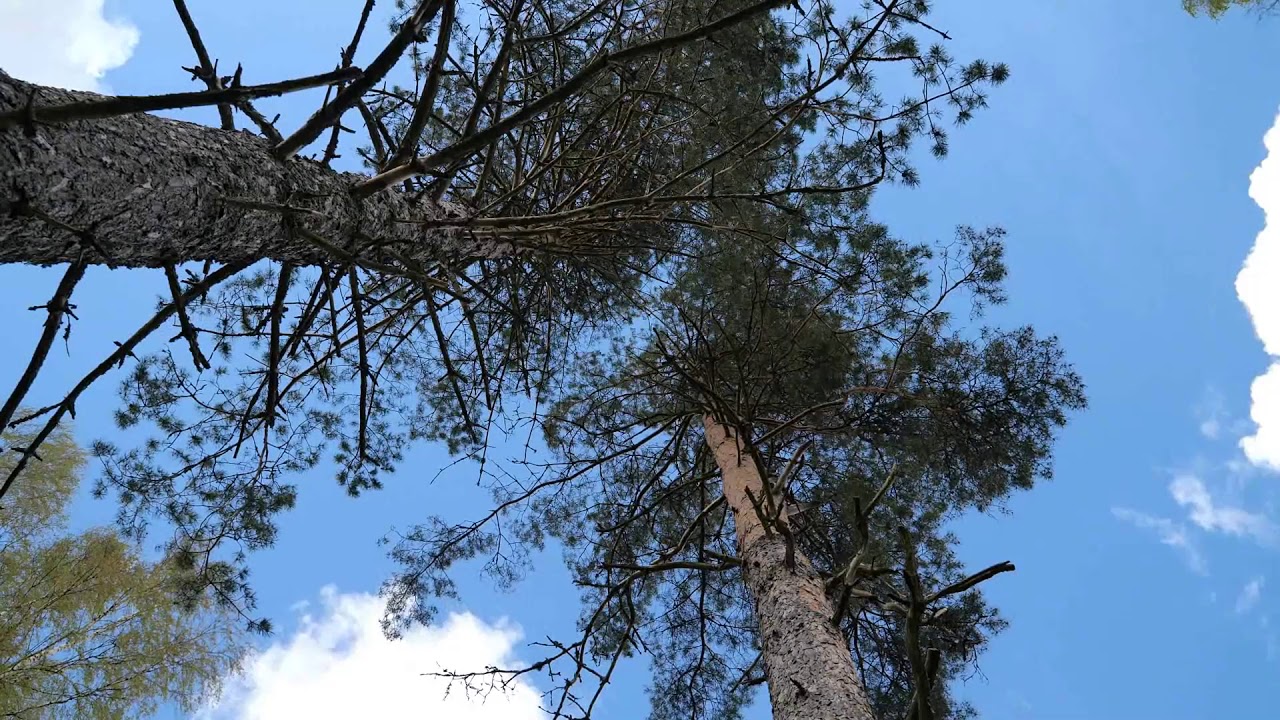 Relaxing visual and sounds from Estonian nature - 10 minutes - Spring ...