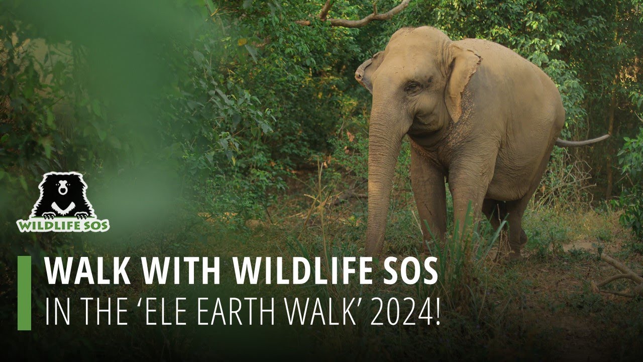 Walk with Wildlife SOS in the Ele Earth Walk - YouTube