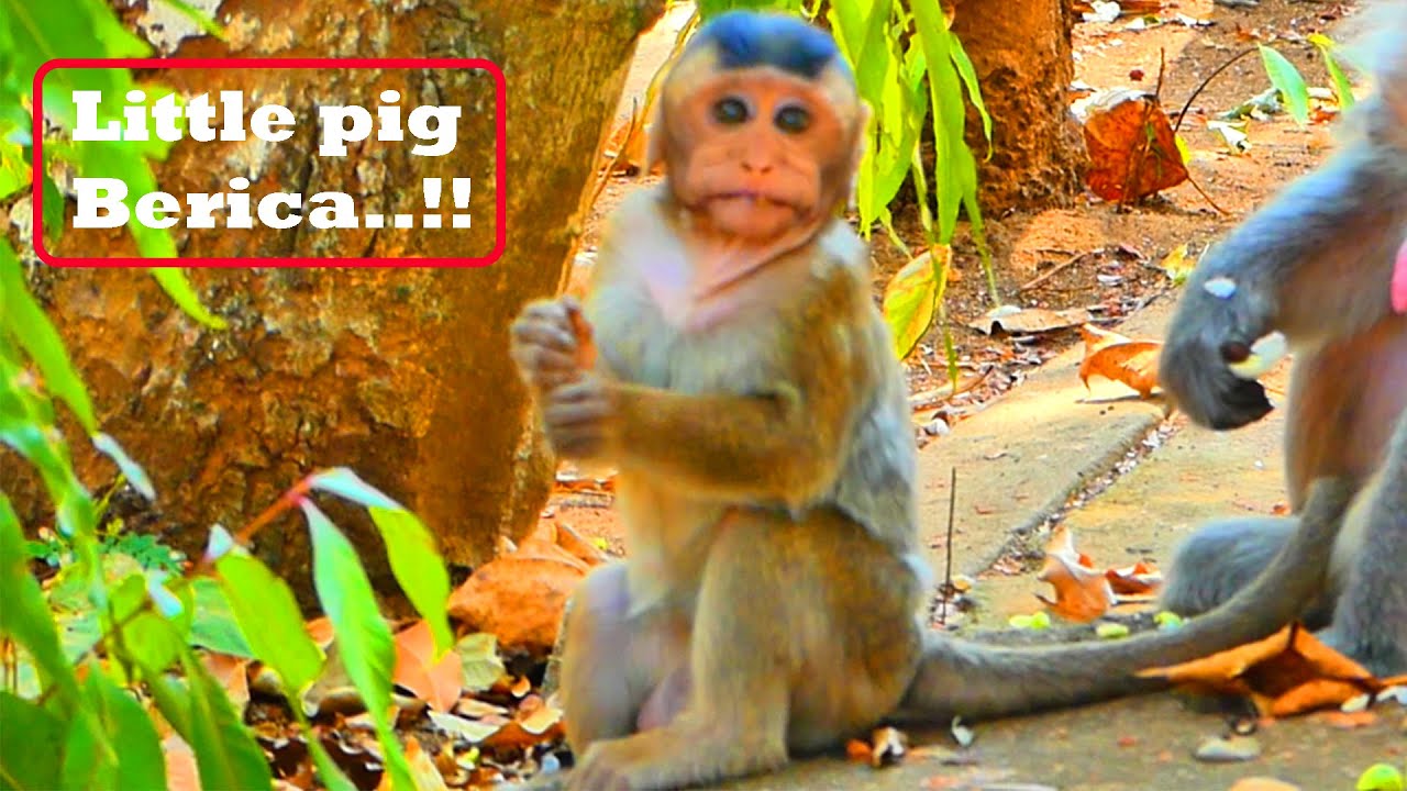 Wow. Too much cute BB Berica..! Granny Berry's raised her BB really ...