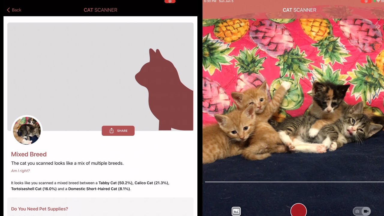 Cat Scanner -- Cat Breed Identification iPhone App 🐱 AppFinders - YouTube