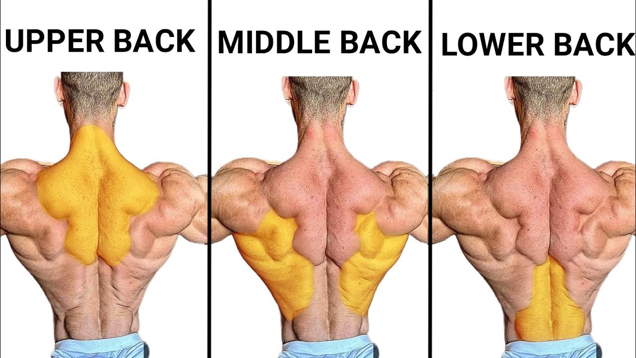 Top 6 Exercises Upper Back Middle Back And Lower Back Workout to Build ...