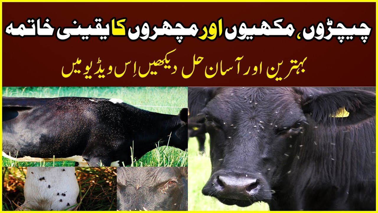 How to Control Ticks and Other Parasites in Dairy Cows and Buffaloes ...
