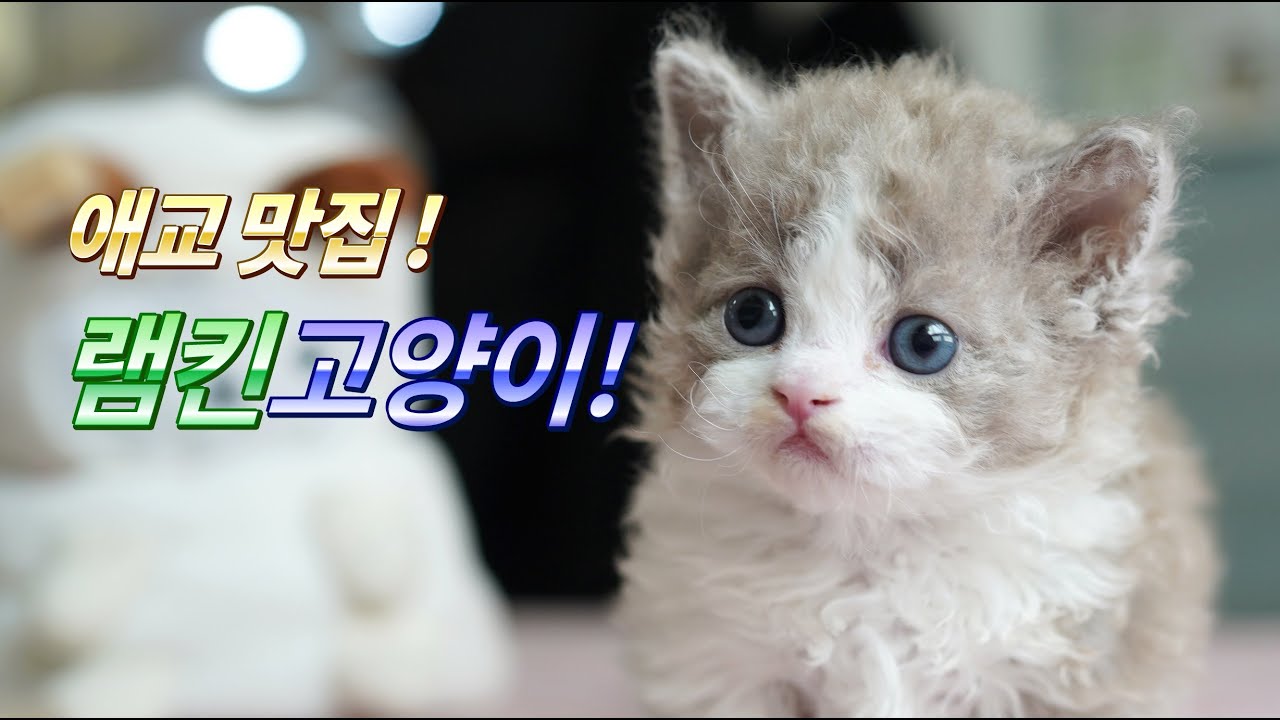 여기가 애교맛집이라고 소문듣고왔습니다~~ 고양이애교 새끼고양이 애기고양이 Youtube