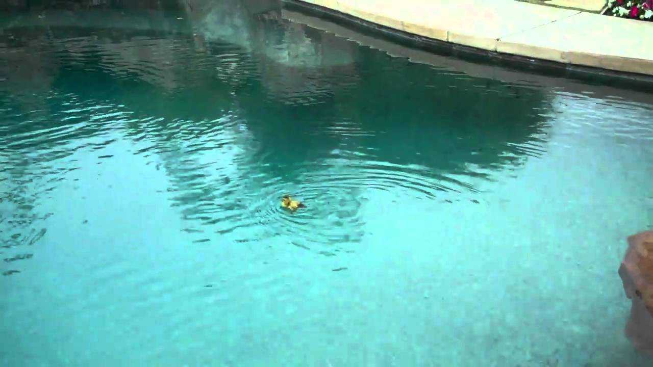14 new baby ducks learning to swim. - YouTube