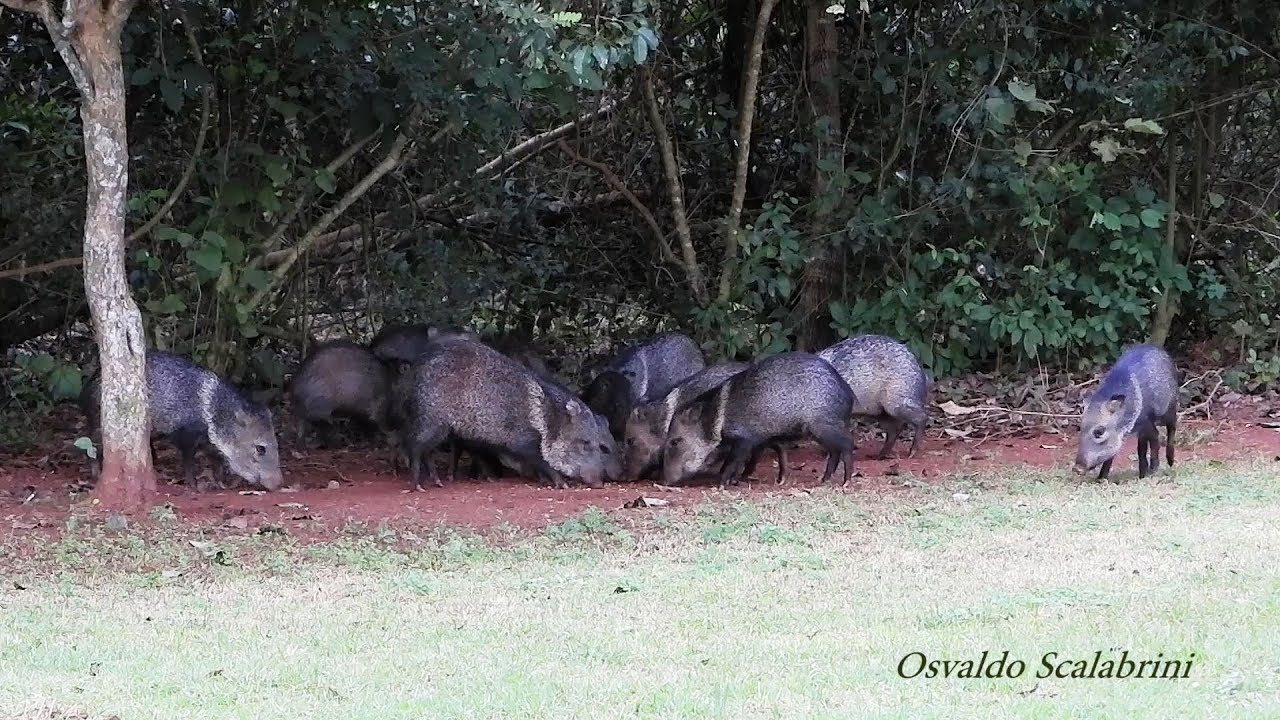 CAITITU manada na trilha (PECARI TAJACU), TAYASSU, DICOTYLES, COLLARED ...