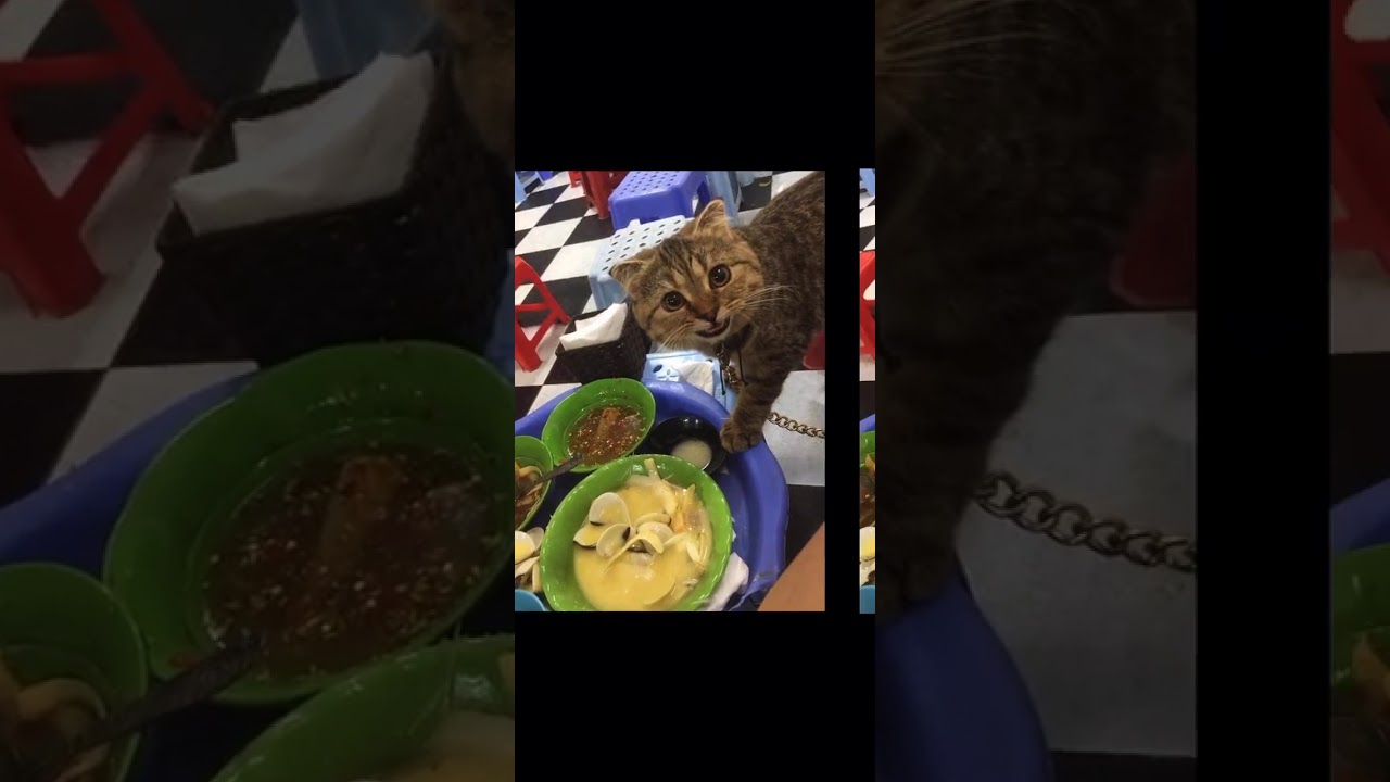 Master, may I eat - YouTube