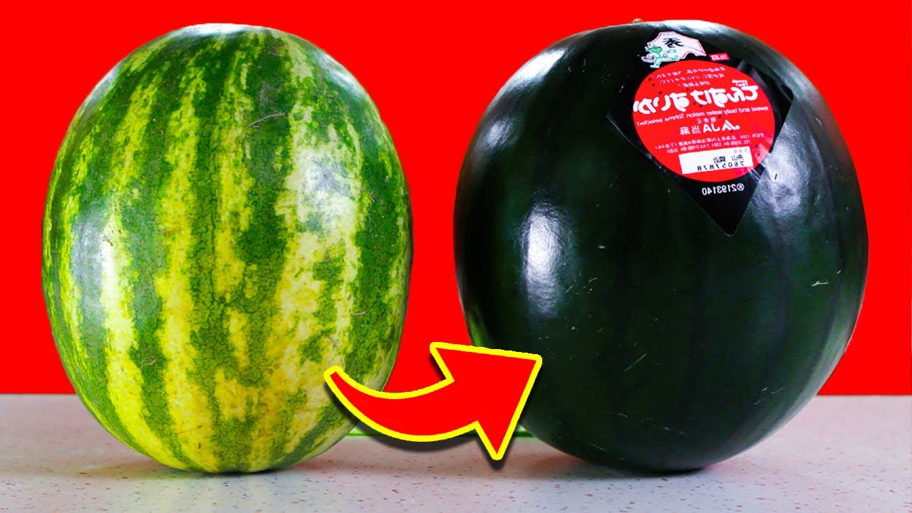 Top 10 Rarest Food Dishes In The World! - YouTube