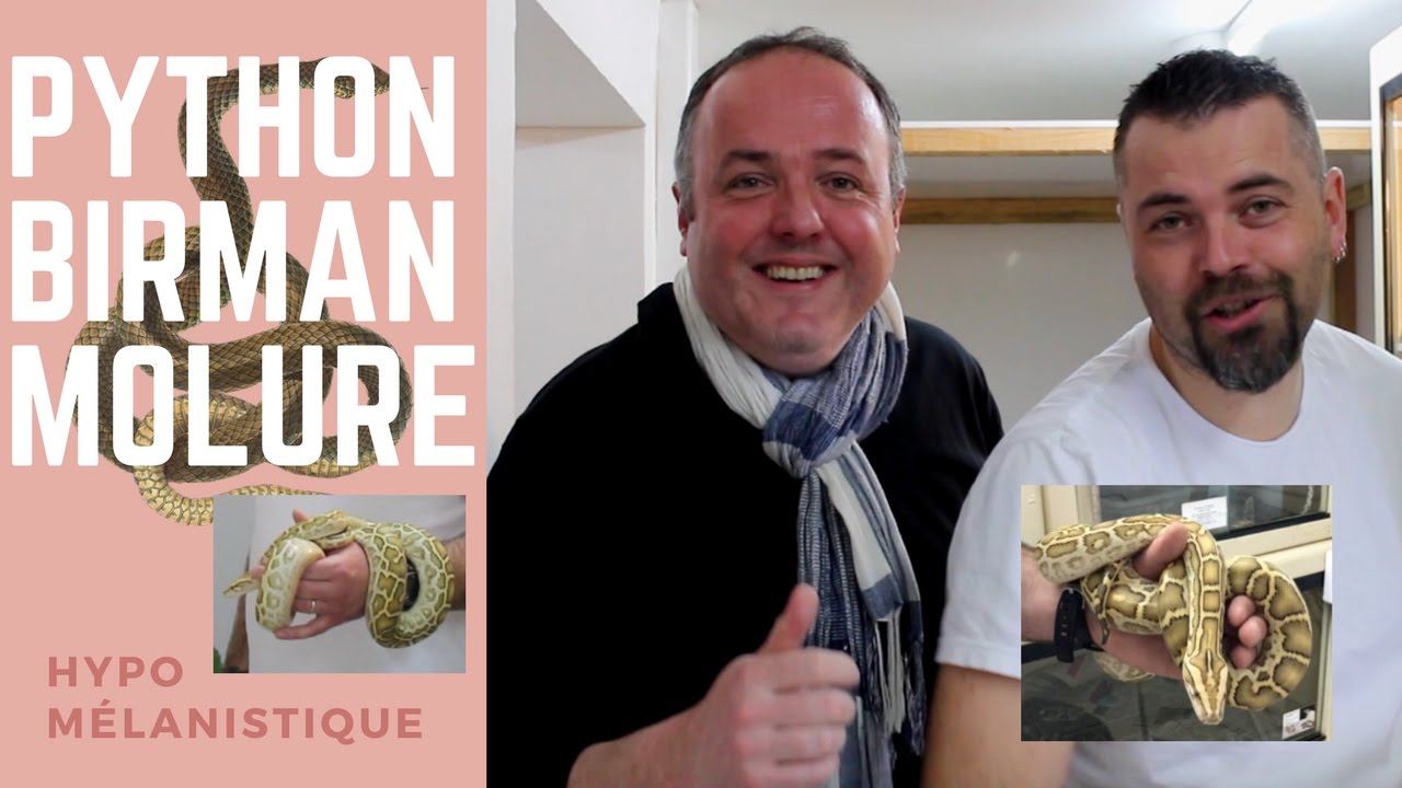 Le PYTHON BIRMAN ou PYTHON MOLURE explication et découverte - YouTube