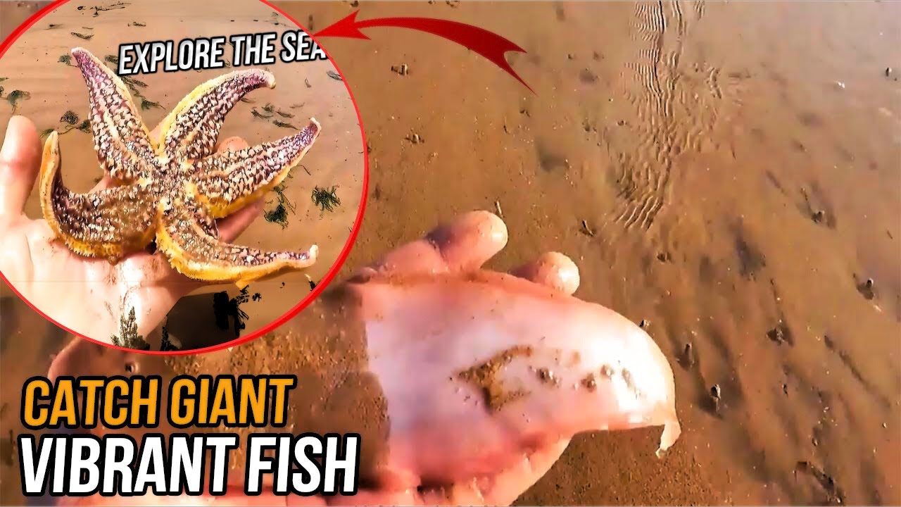 Catching Sea Creatures: How to Catch Palm-Sized Pufferfish on the Beach ...