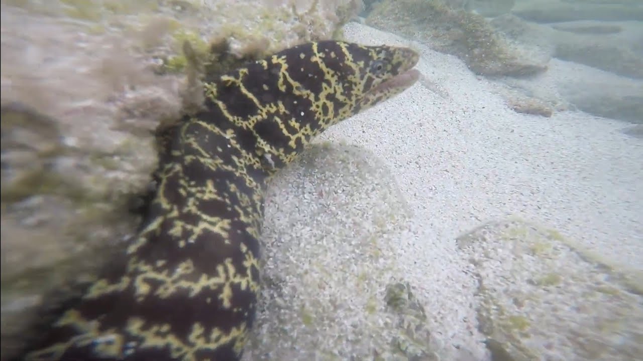 Chain Moray Eel - Echidna catenata - YouTube
