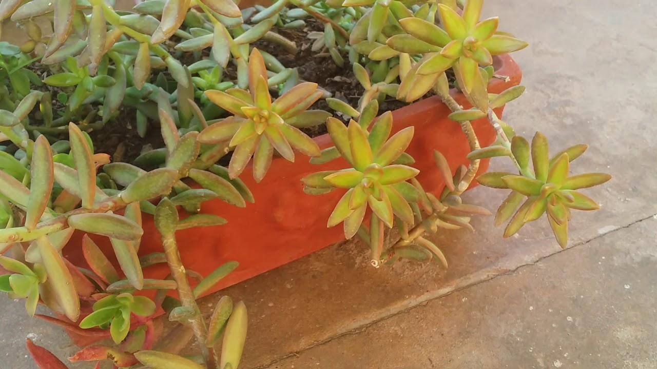 Care of Sedum adolphii (nussbaumerianum)/Copper stone - YouTube