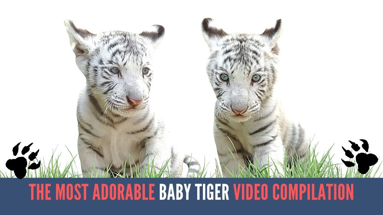 The Most Adorable Baby Tiger Video Compilation - YouTube