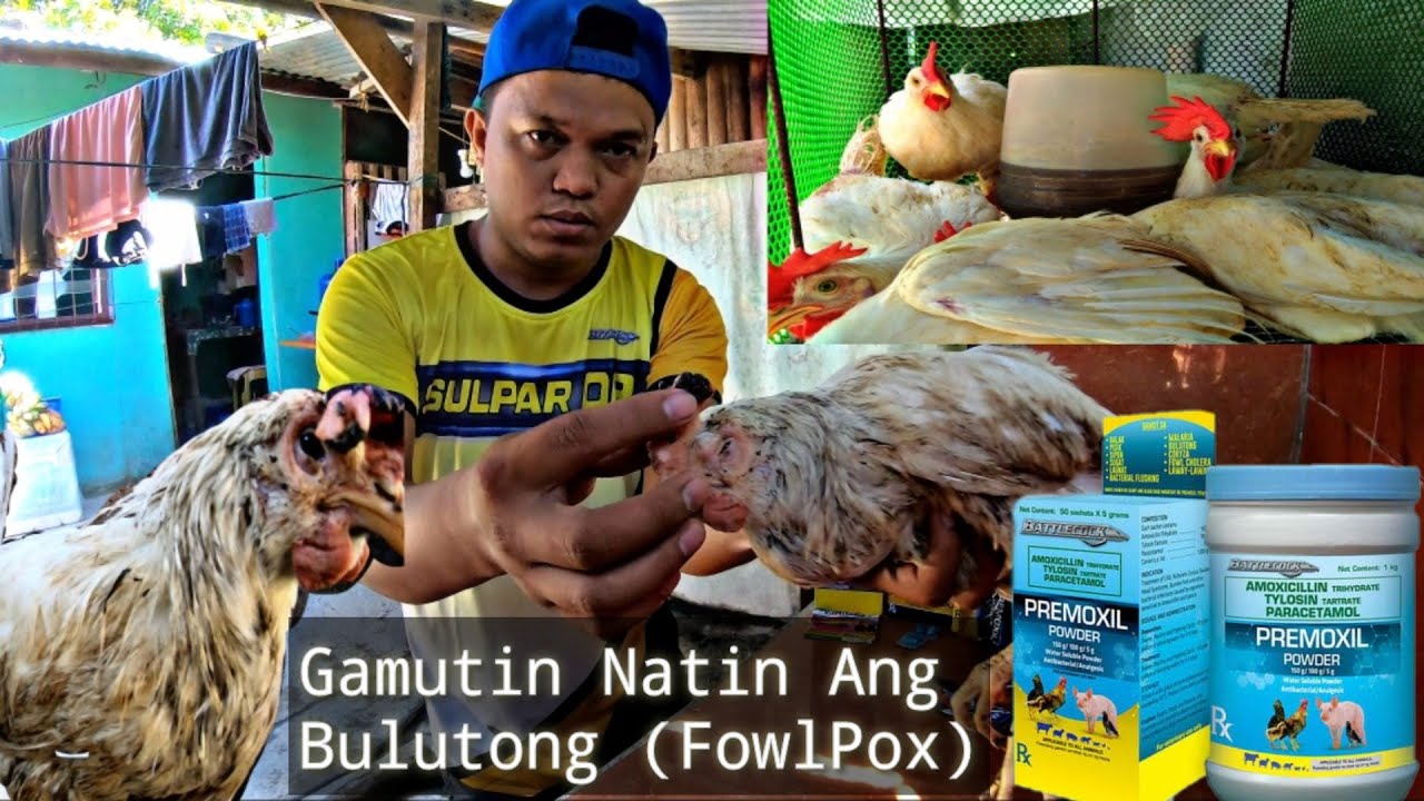 Treatment Manok na may Bulutong o (FowlPox) Part 1 /BATTLECOCK/PREMOXIL ...