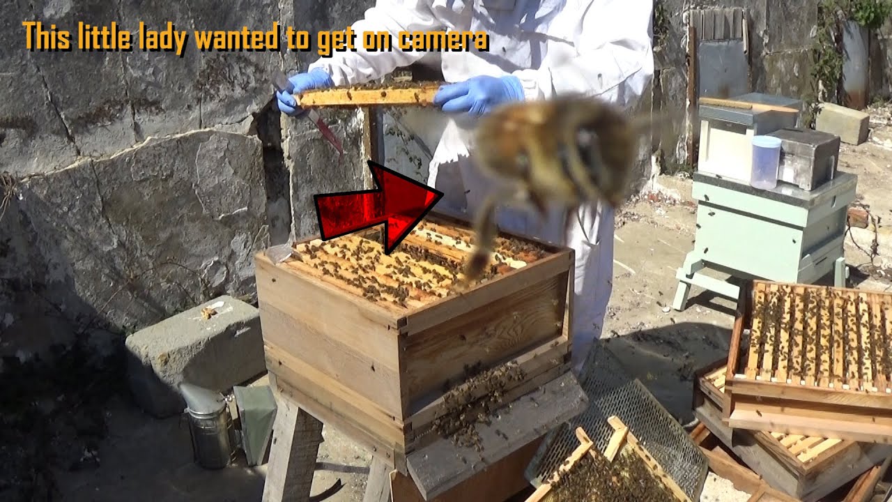 UK beekeeping v4-21 - Creating increase, our 1st Hive split - YouTube