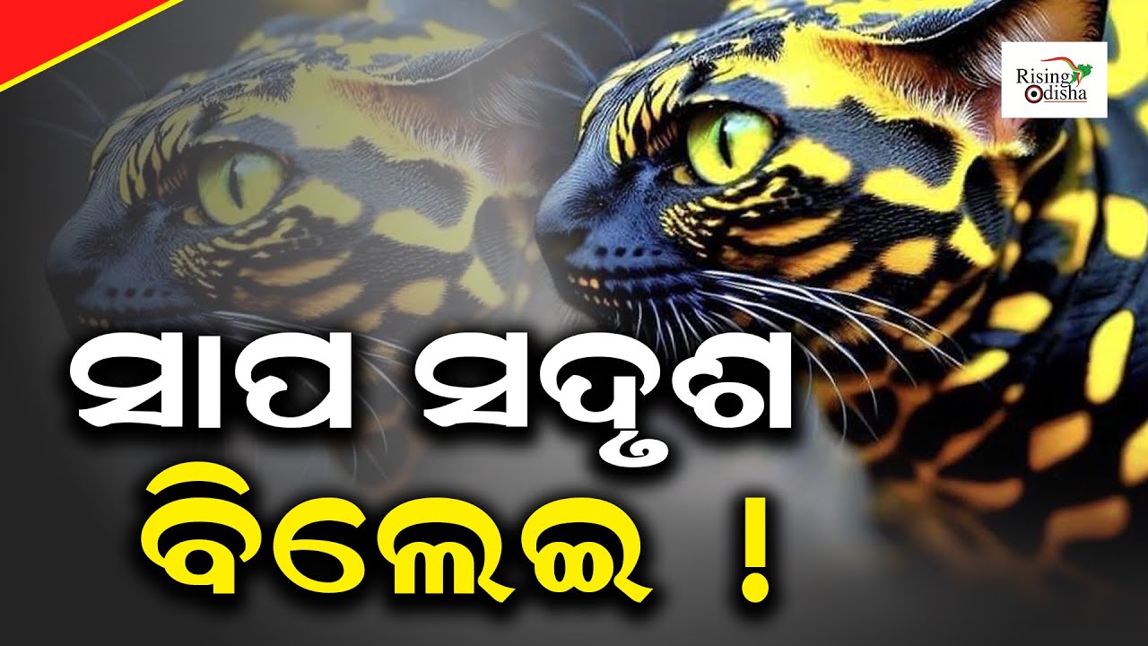 Cat or Snake? Amazon Snake Cat Photo Goes Massively Viral | Serpens ...