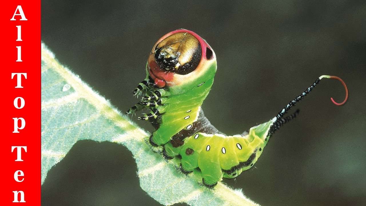 10 Insects That Look Like They’re From An Alien Planet - YouTube