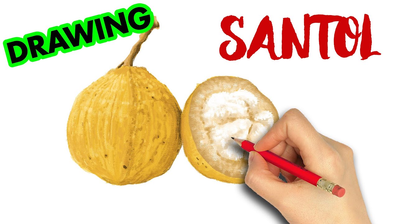 how to draw Santol Fruit | Art Therapy - YouTube