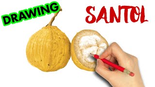 Santol Drawing