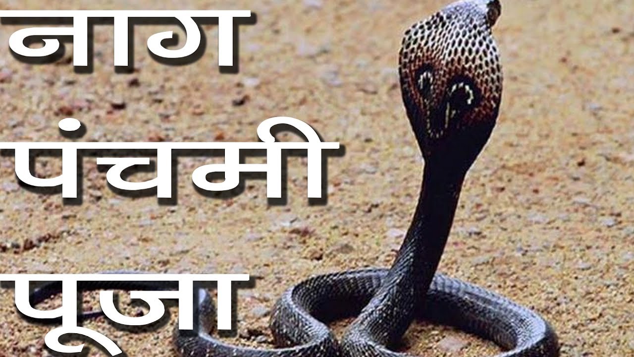 नाग पंचमी पूजा | Naag Panchami Pooja | Why do we celebrate Nag Panchami ...