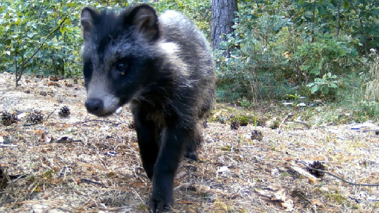 Mały jenot oglądał moją kamerę + łoś, jeleń, borsuk i inne zwierzęta ...