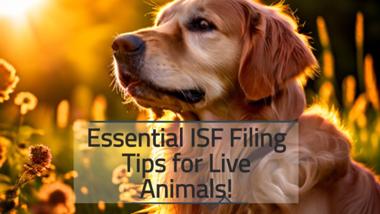 Essential ISF Filing Tips for Live Animals! - YouTube