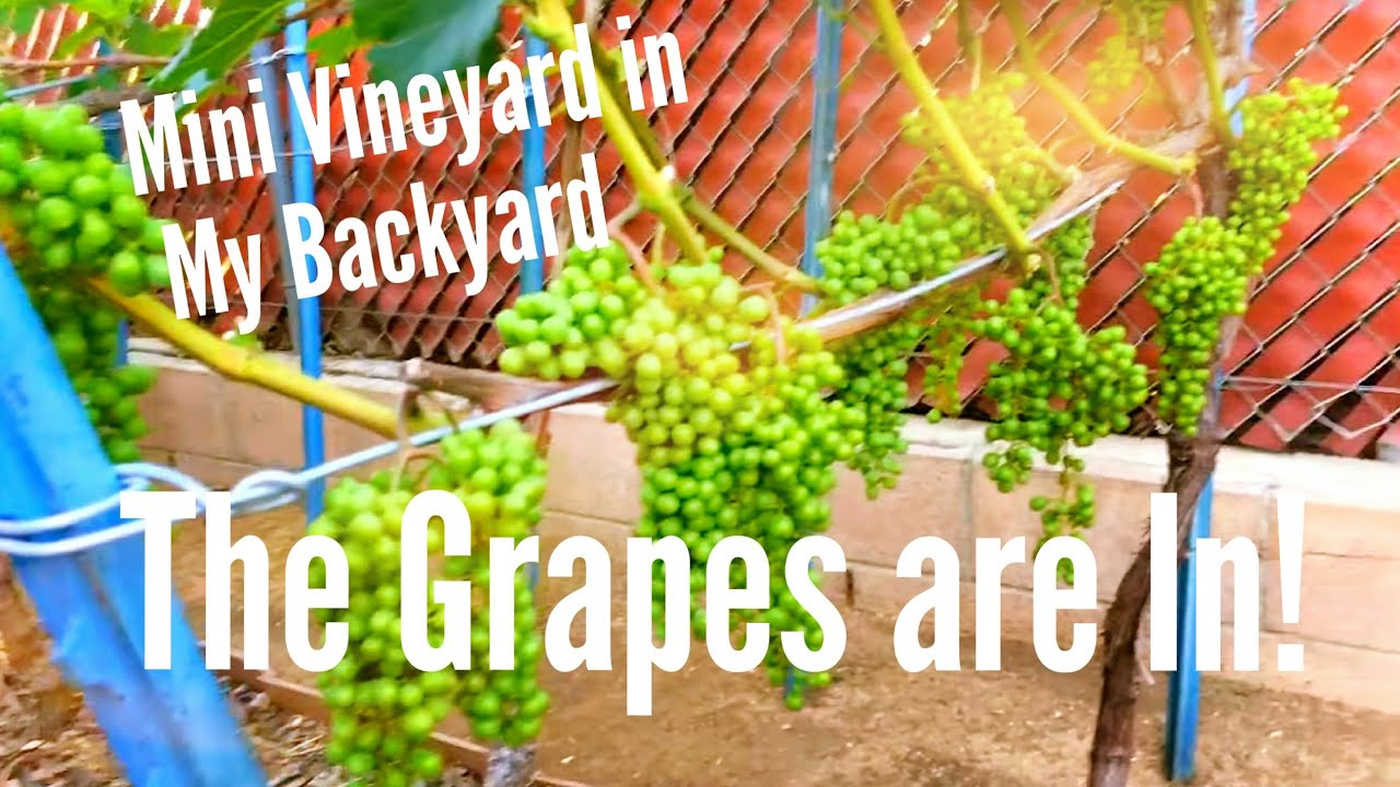 Mini Vineyard in My Backyard: The Grapes are In! 05-29-17 (HDEG) - YouTube