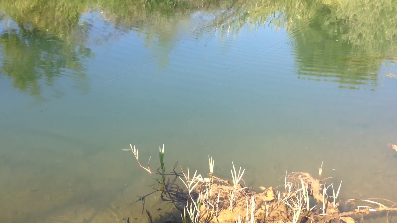 Gilroy fishing uvas creek June 10, 2017 - YouTube