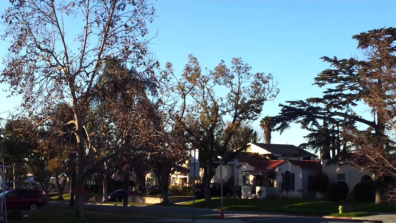 Pasadena wild parrots celebrate the holidays - YouTube