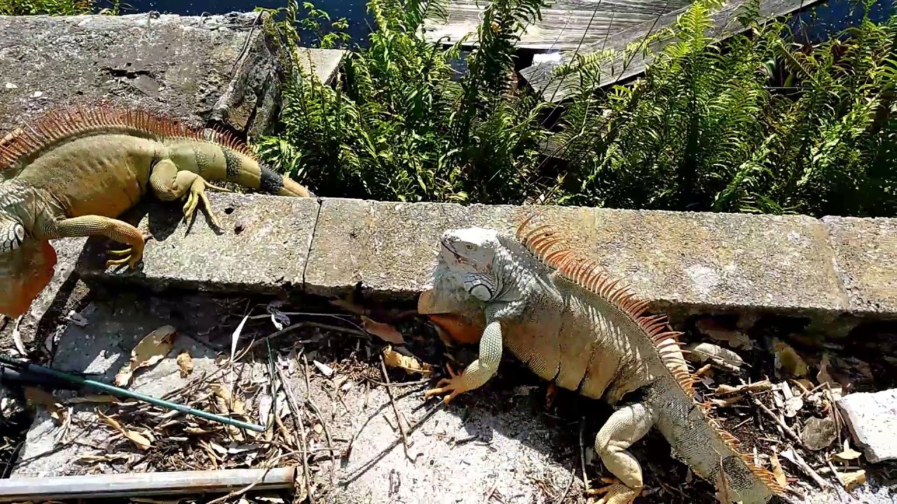 Territorial fight between two male iguanas - YouTube