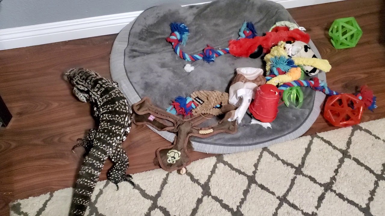 Tegu exploring the house - YouTube