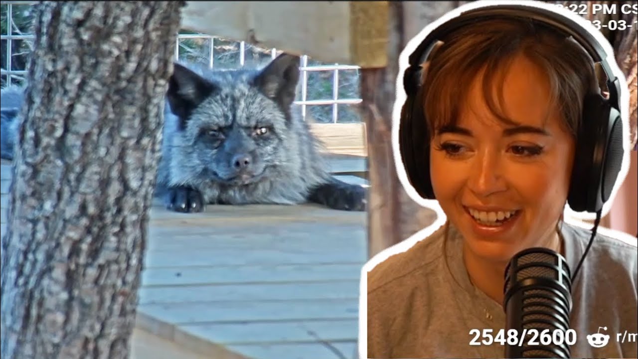 Maya reacts to tons of ADORABLE Alveus clips - YouTube