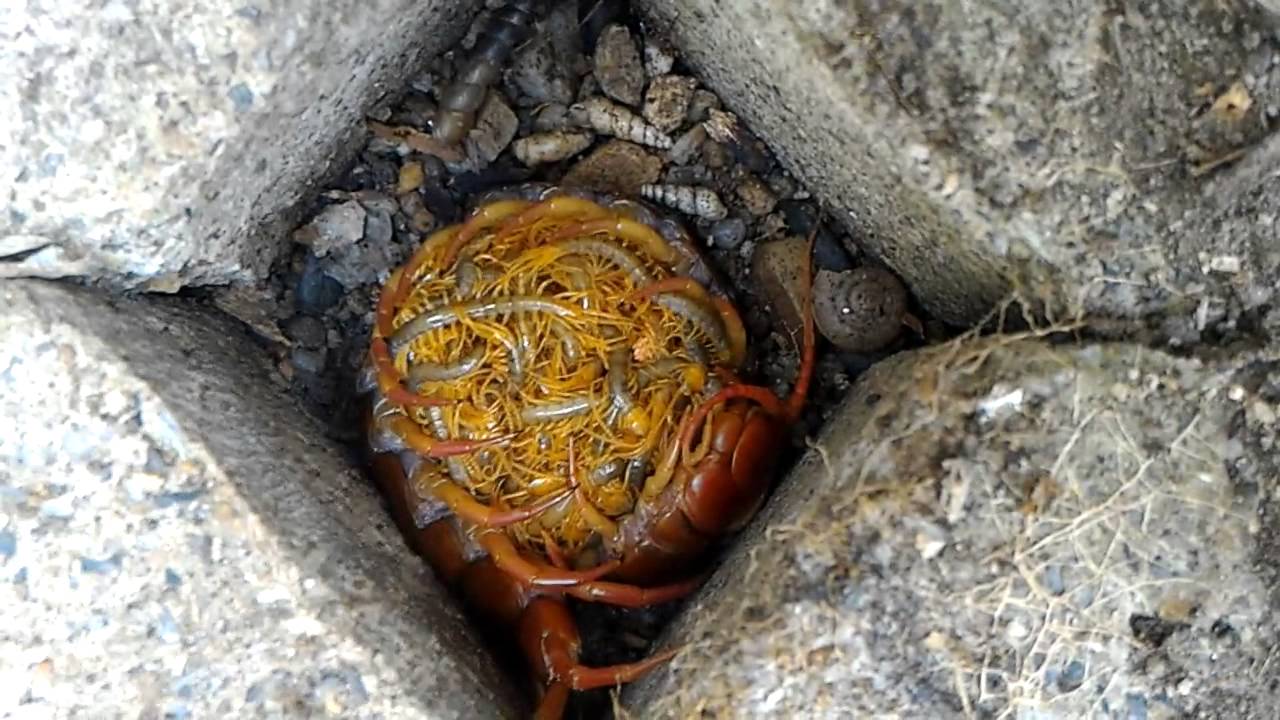 ตะขาบ กกลูก (Centipede with her kids) - YouTube