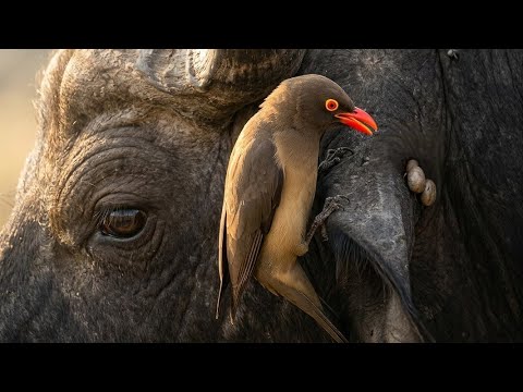 Oxpecker Birds Deliver Perfect Parasite Cleaning on a Wild Buffalo.
